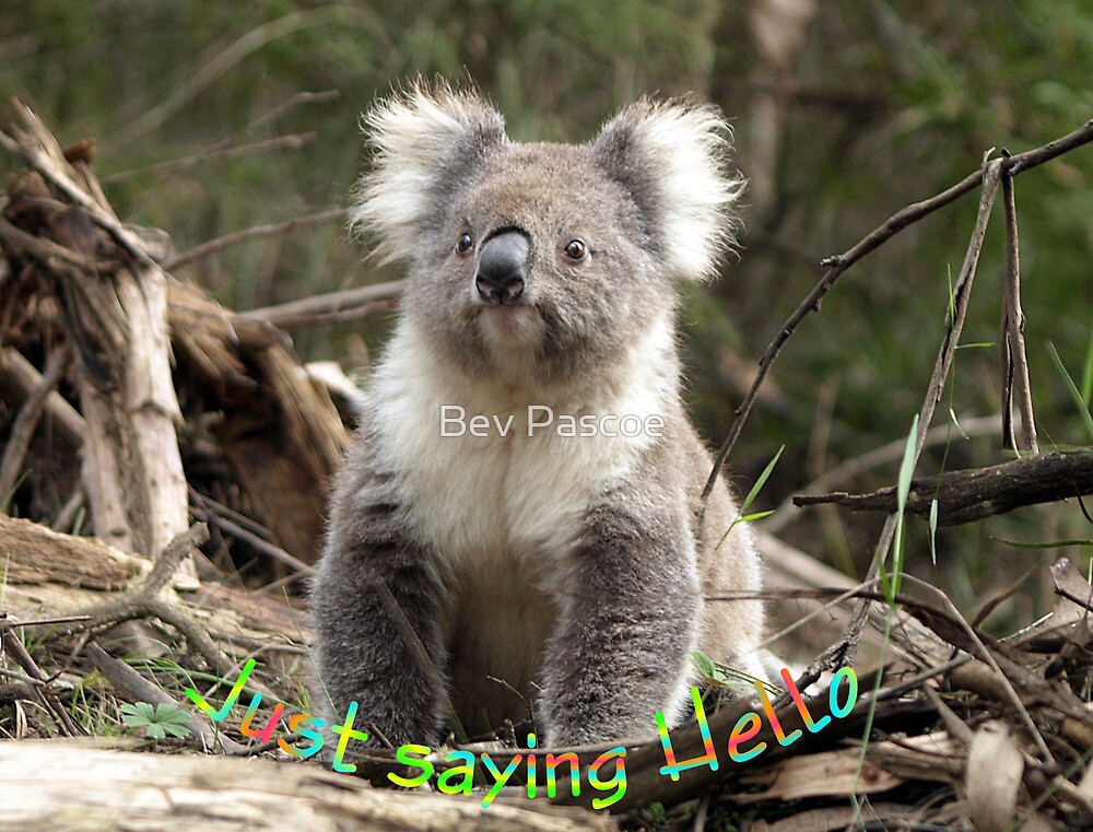 "Koala saying Hello" by Bev Pascoe | Redbubble