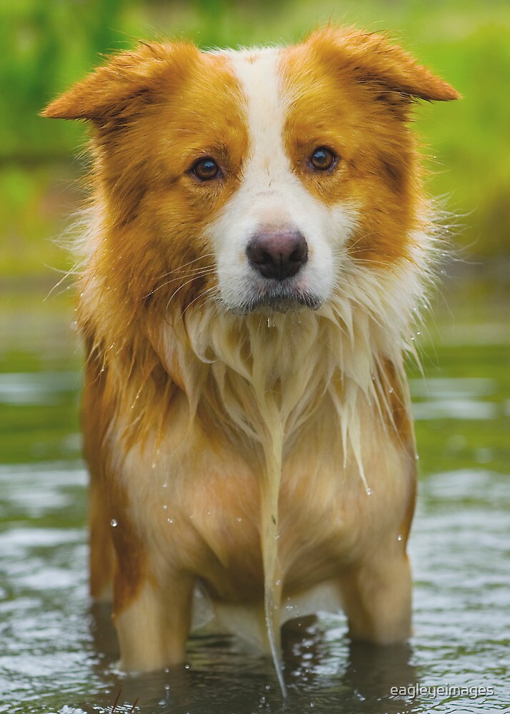 "Border Collie intent stare" by eagleyeimages | Redbubble