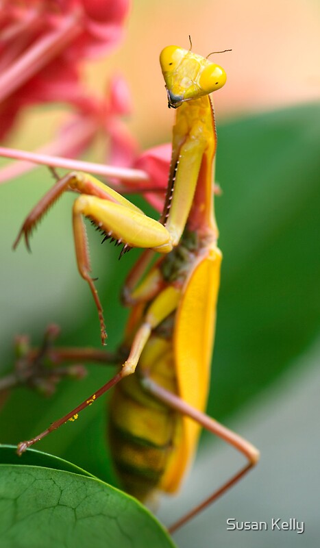 "Yellow Praying Mantis 2, Mission Beach NQ" by Susan Kelly | Redbubble
