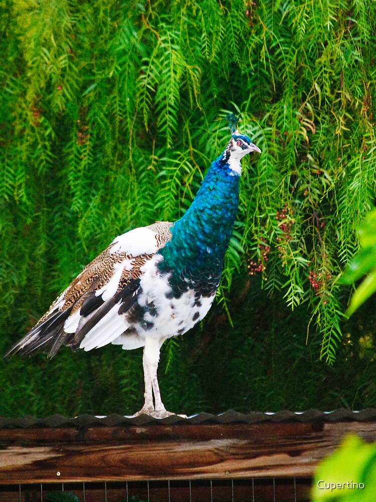 "Indian Blue Pied Peacock" by Cupertino | Redbubble