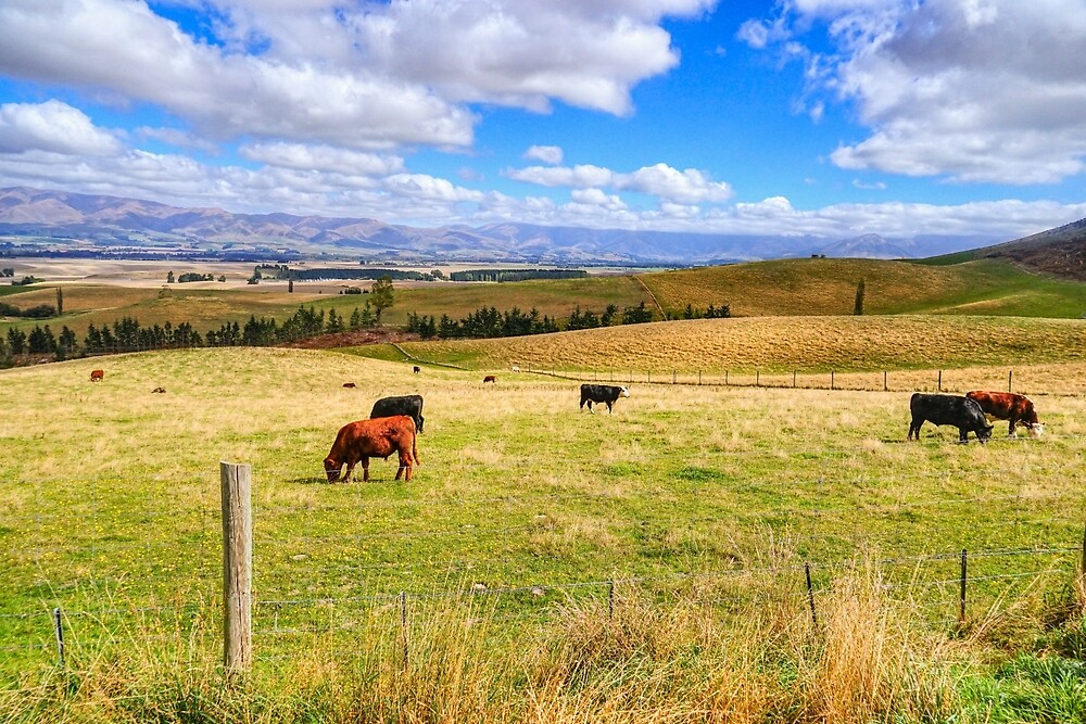 "NZ Rural" by Harry Oldmeadow | Redbubble