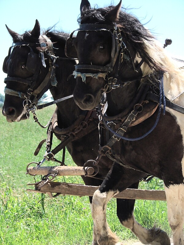  Pinto Drafts At Work By Angelandspot Redbubble