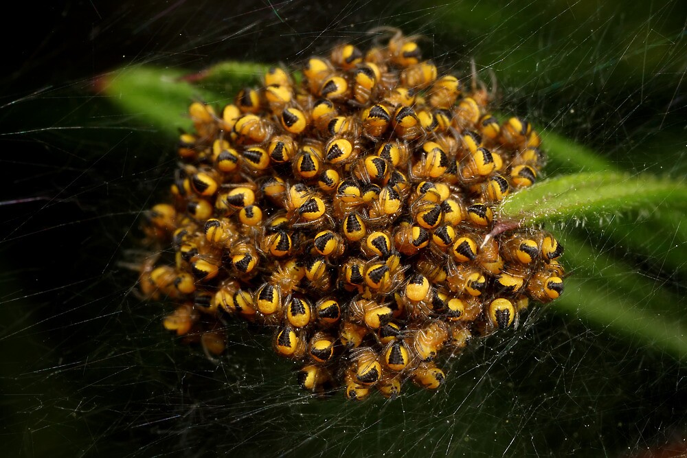 "lots of baby spiders" by Scott Thompson | Redbubble