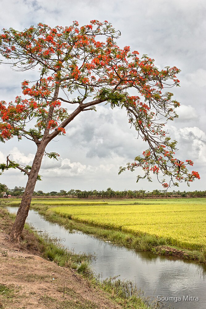 "Green paddy field and Krishnachura tree at India" by Soumya Mitra ...