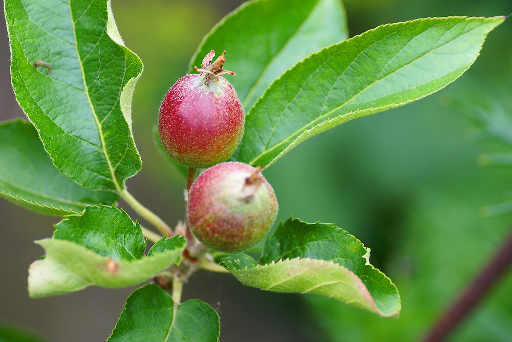 "The little apple tree" by walstraasart | Redbubble
