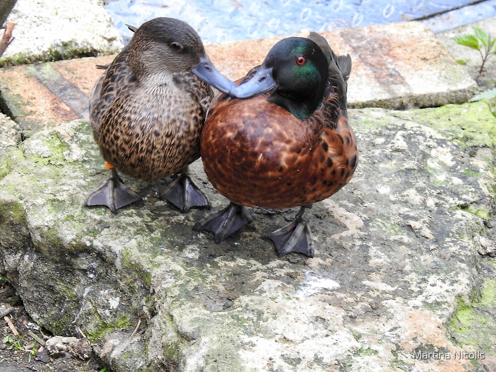 "Kissing Ducks " by Martina Nicolls | Redbubble