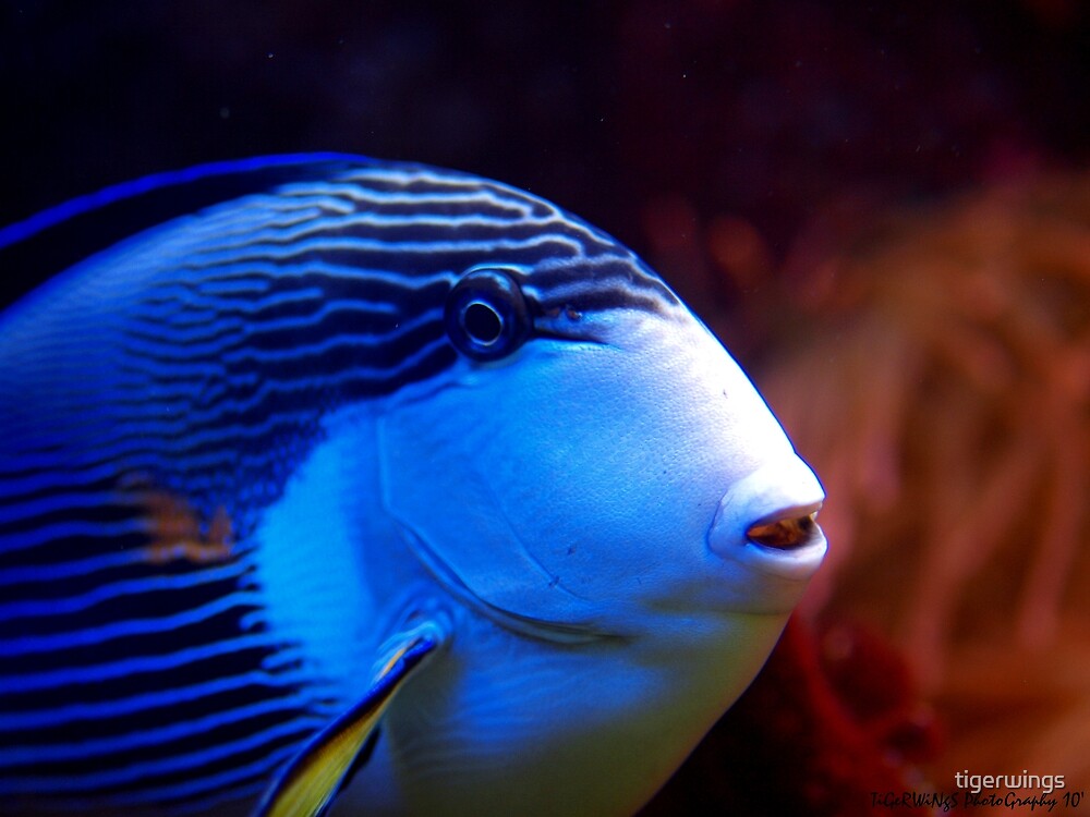 "Sohal Tang" by tigerwings | Redbubble