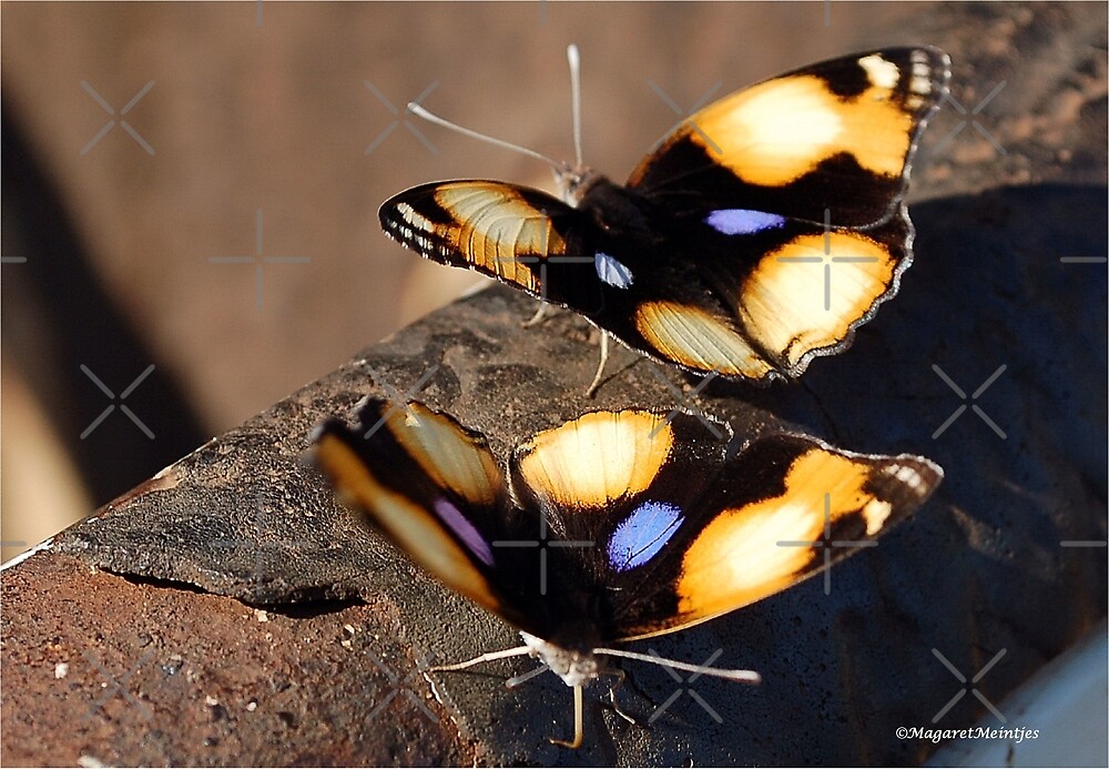 "FEMALE YELLOW PANSY - Genus Junonia, Pansies " by Magriet Meintjes ...