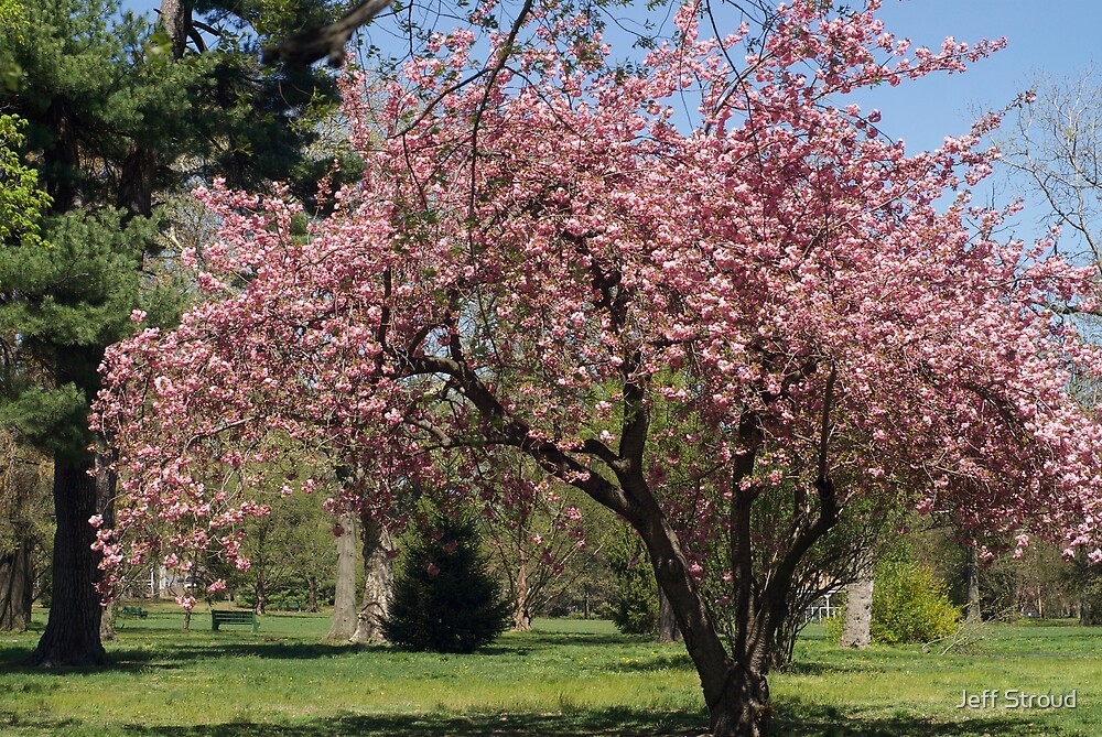 "Pretty in Pink, a spring walk. Knight Park, Collingswood NJ " by Jeff ...