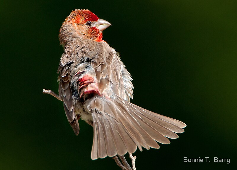 "Mr. Fantail Finch" by Bonnie T. Barry | Redbubble