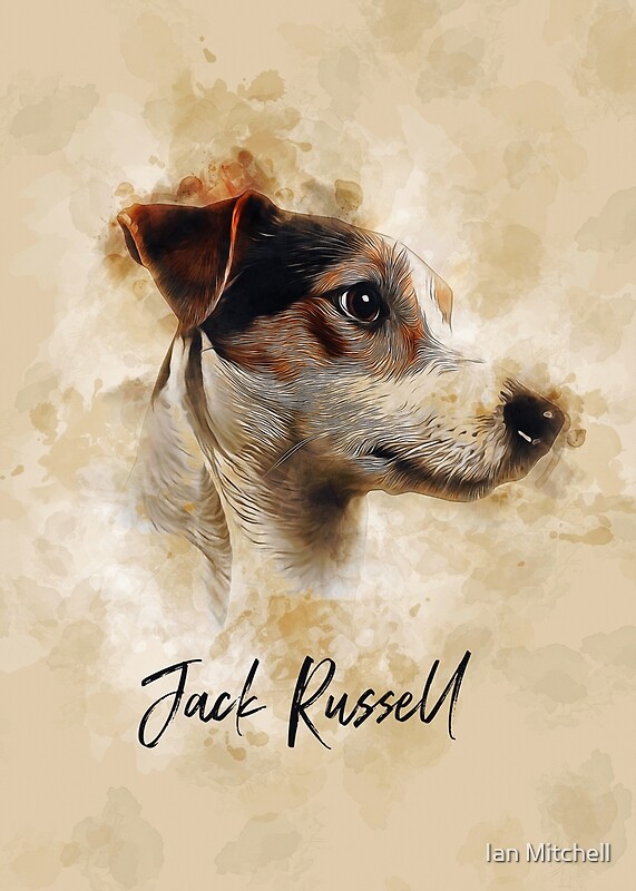 "Jack Russell" by Ian Mitchell | Redbubble