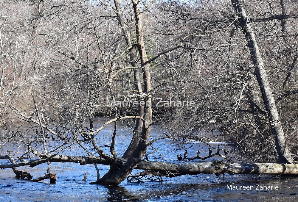 "A Mystical Spring Morning" by Maureen Zaharie | Redbubble