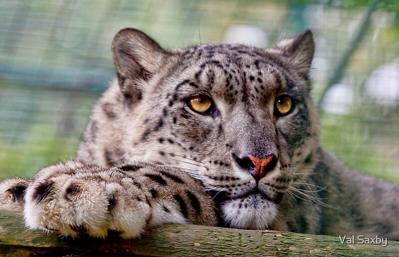 "Snow leopard" by Val Saxby | Redbubble