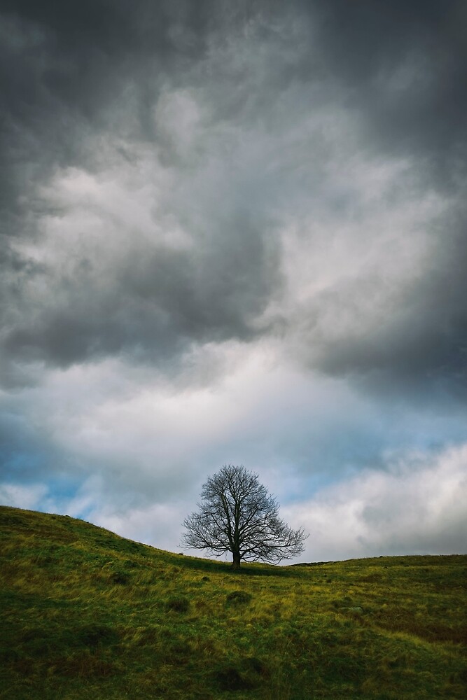 "Hermit Tree" by Claire Walsh | Redbubble