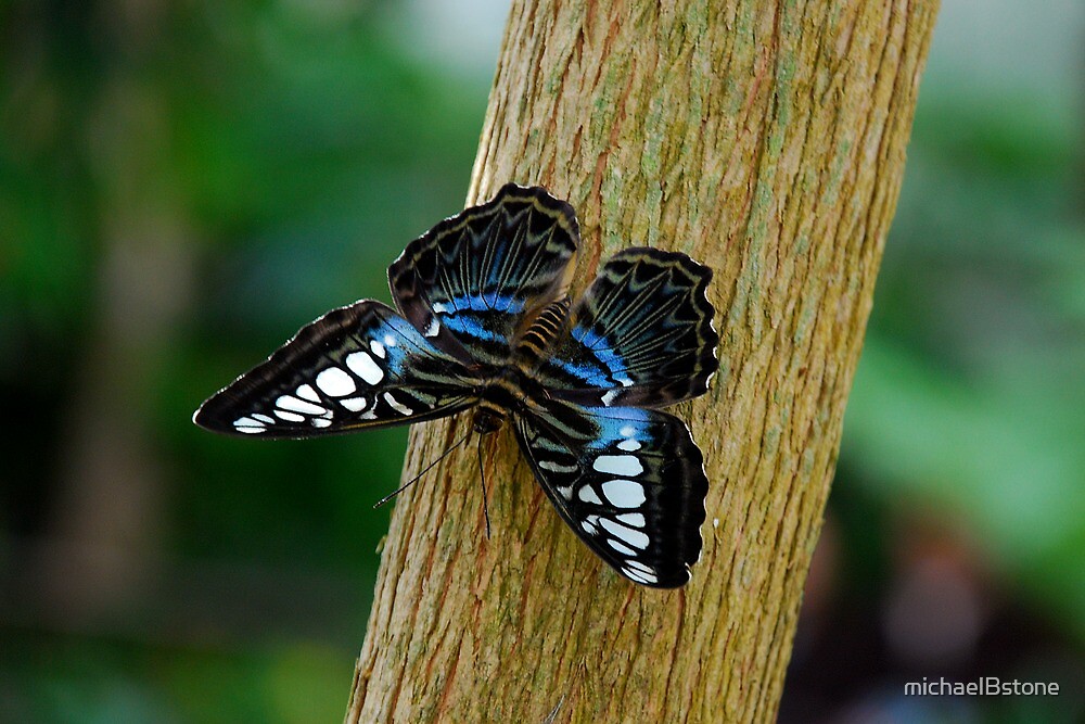 "cobalt blue, white on black butterfly 666" by michaelBstone | Redbubble