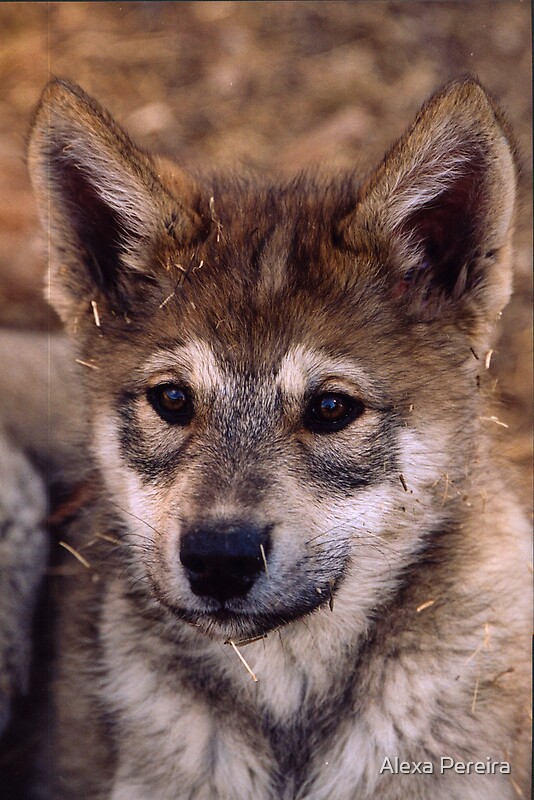 "Alaskan Timber Wolf Cub" by Alexa Pereira | Redbubble