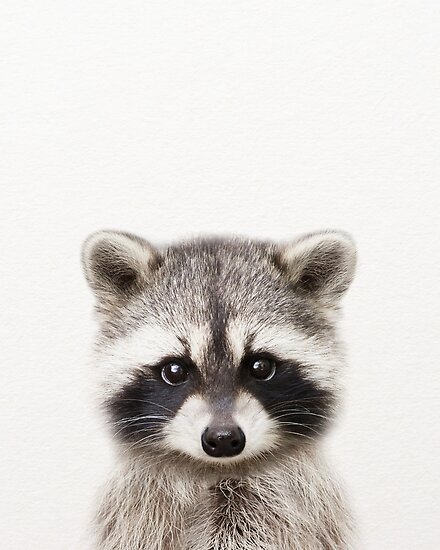 Poster « Bébé raton laveur, reproduction d'animaux de bébé par Synplus ...