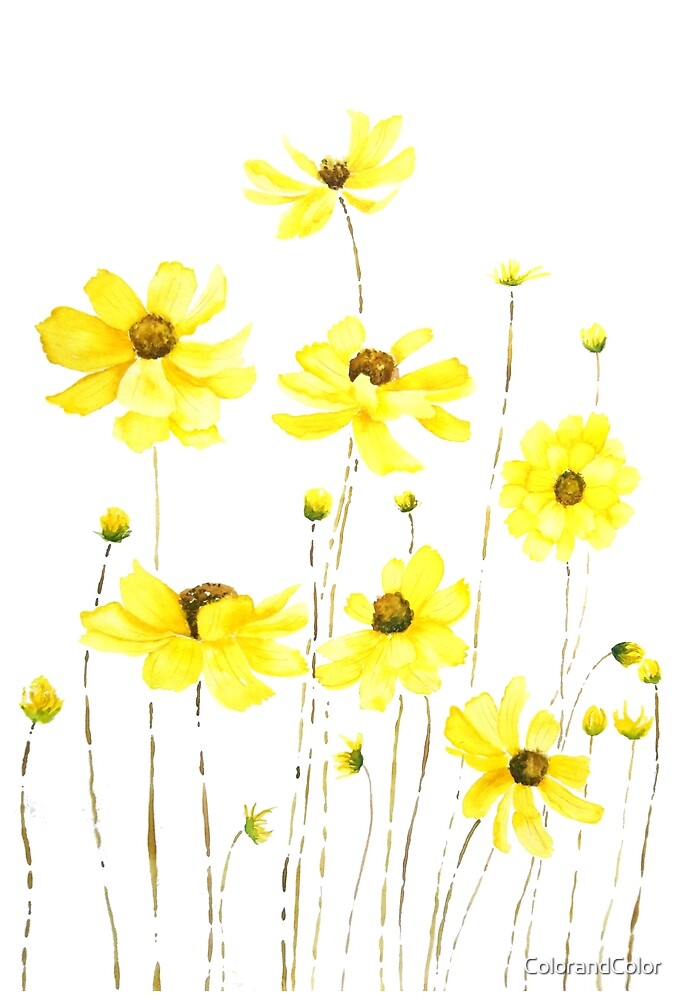 "yellow cosmos flower watercolor " by ColorandColor | Redbubble
