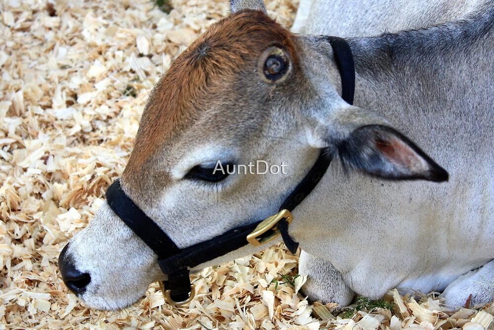 "Miniature Zebu Cow" by AuntDot | Redbubble