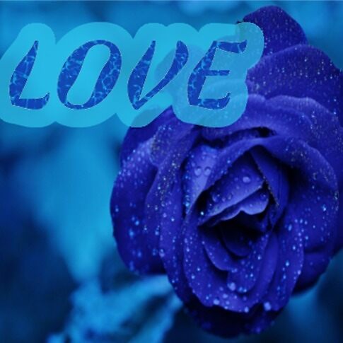 "Blue Rose Love" by Brigianna | Redbubble