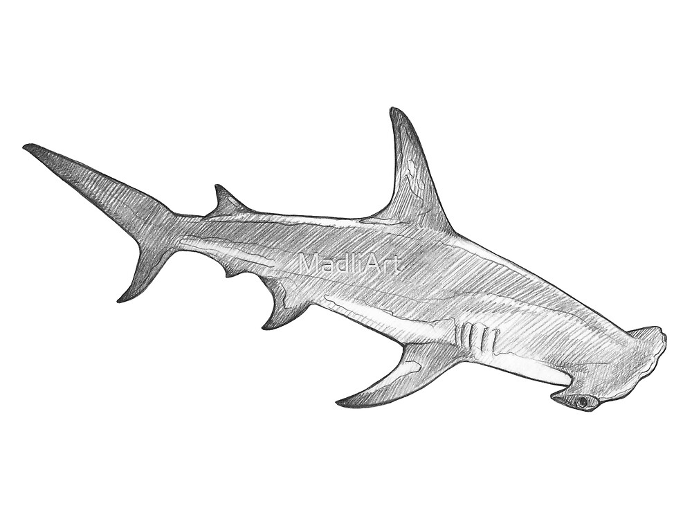 "Hammerhead Shark - Art Illustration - Monochromatic Pencil Line Sketch ...