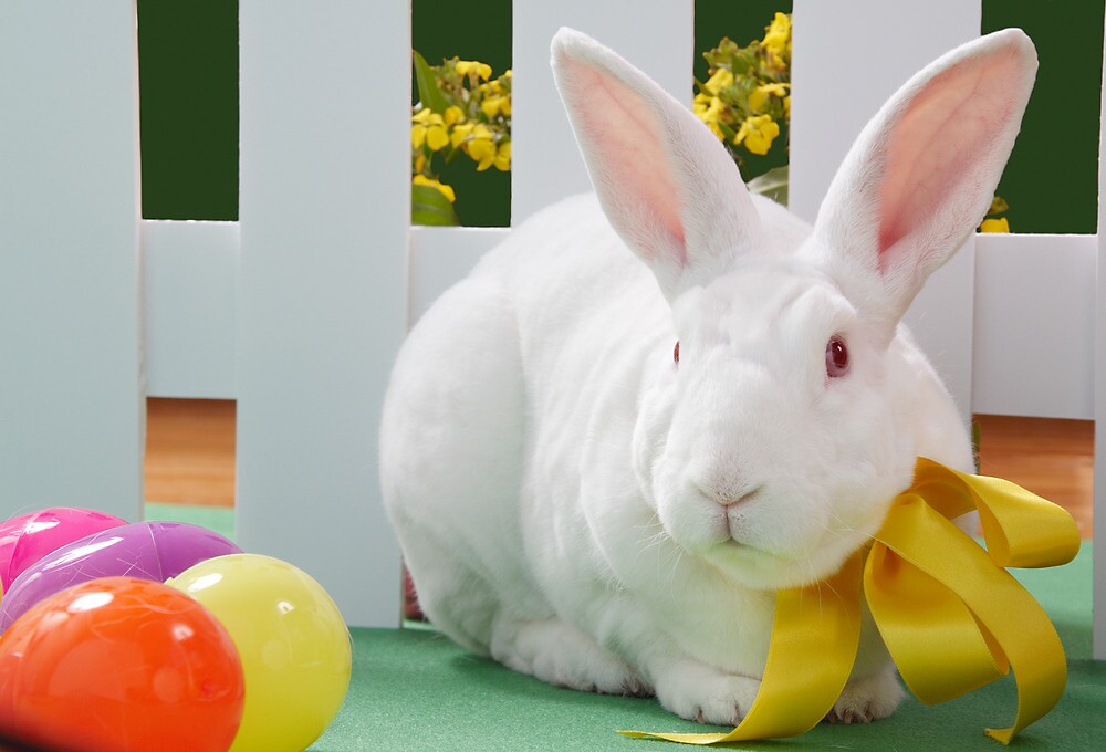 "Albino Bunny Rabbit" by Roi Brooks | Redbubble