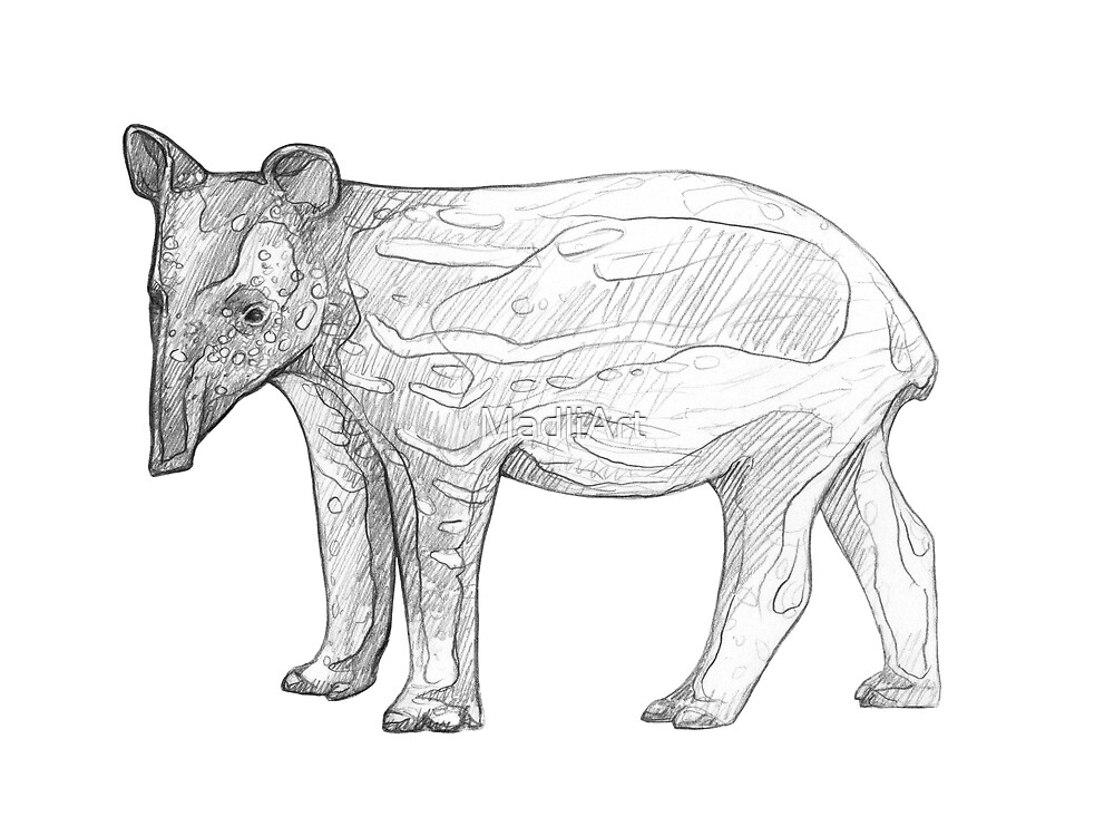 "Malayan Tapir - Art Illustration - Monochromatic Pencil Line Sketch ...