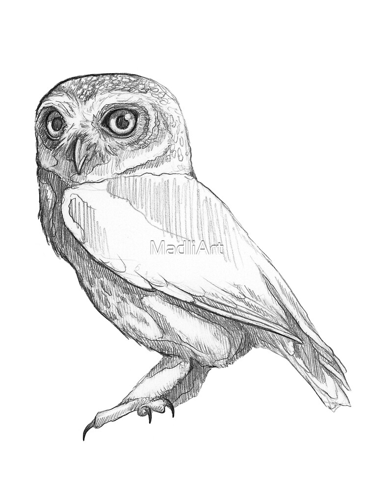 "Forest Owlet - Art Illustration - Monochromatic Pencil Line Sketch ...