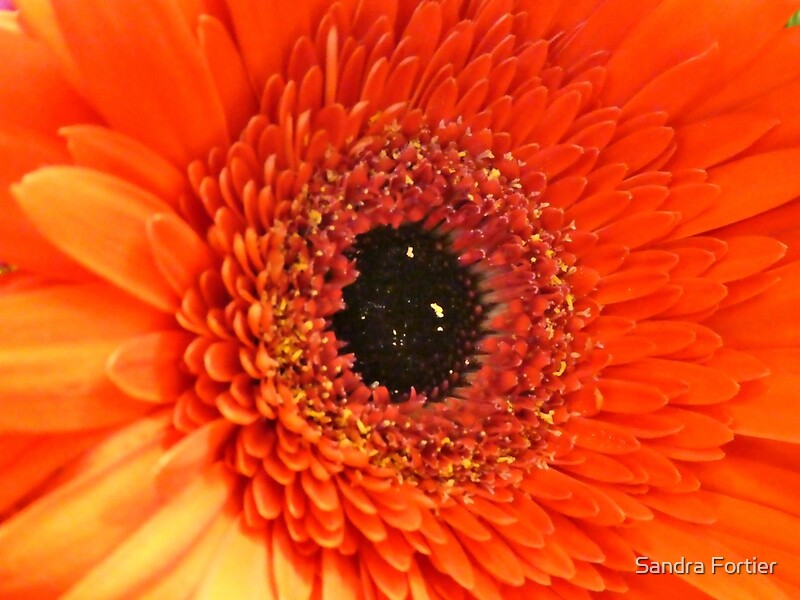 "Here's Looking at You" by Sandra Fortier | Redbubble