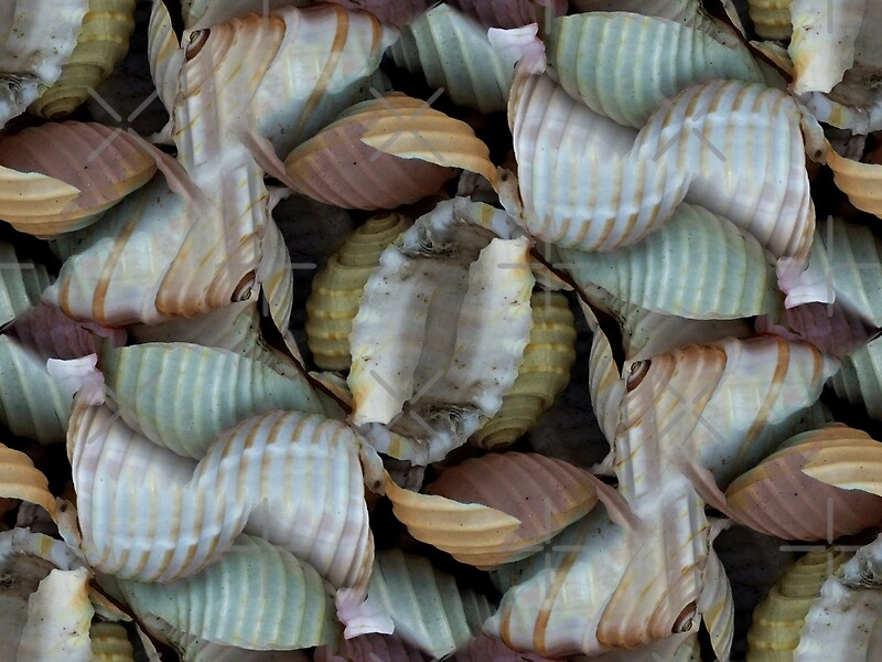 "Spinner Shells (pattern)" by Yampimon | Redbubble