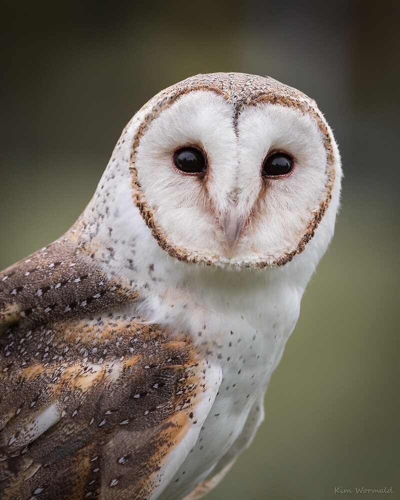 "Barn Owl Wisdom" by Kim Wormald ~ lirralirra | Redbubble