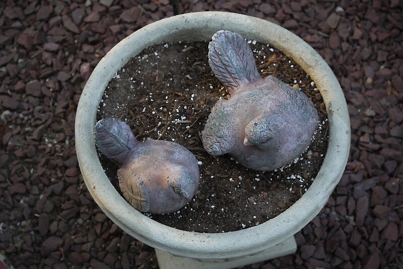 " Stone Pigeons" by Kenneth Hoffman | Redbubble