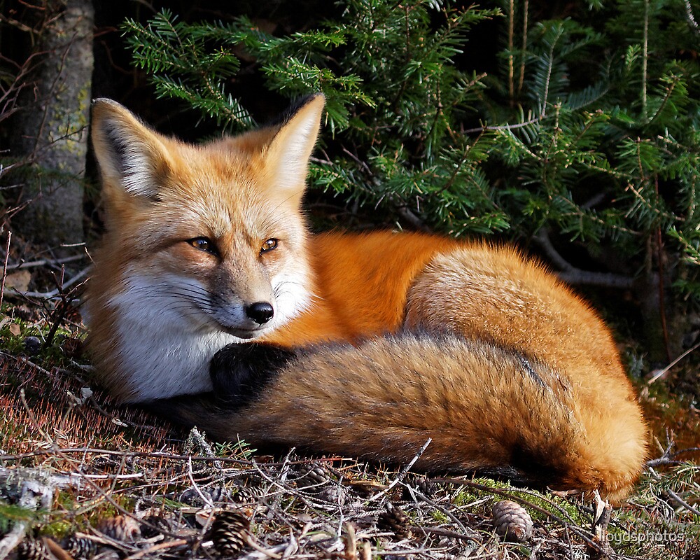 "Resting Red Fox" by lloydsphotos | Redbubble