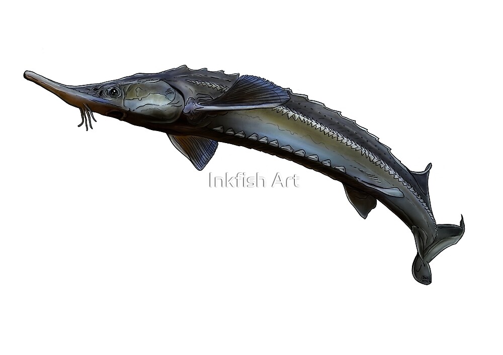 "Sturgeon sterlet 2" by Inkfish Art | Redbubble