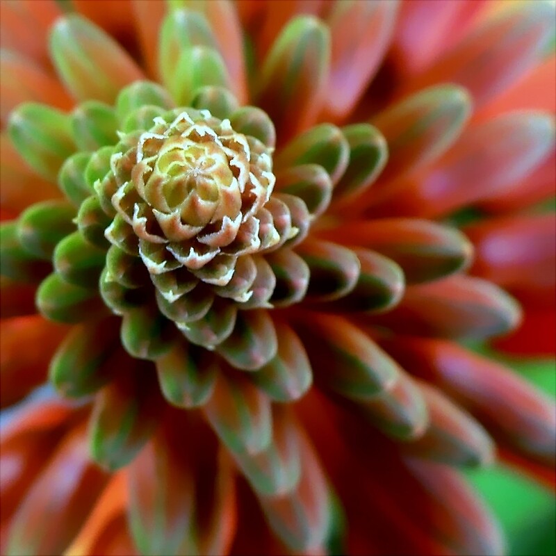 "Patterns of Nature, Softness and Light" by paintingsheep | Redbubble