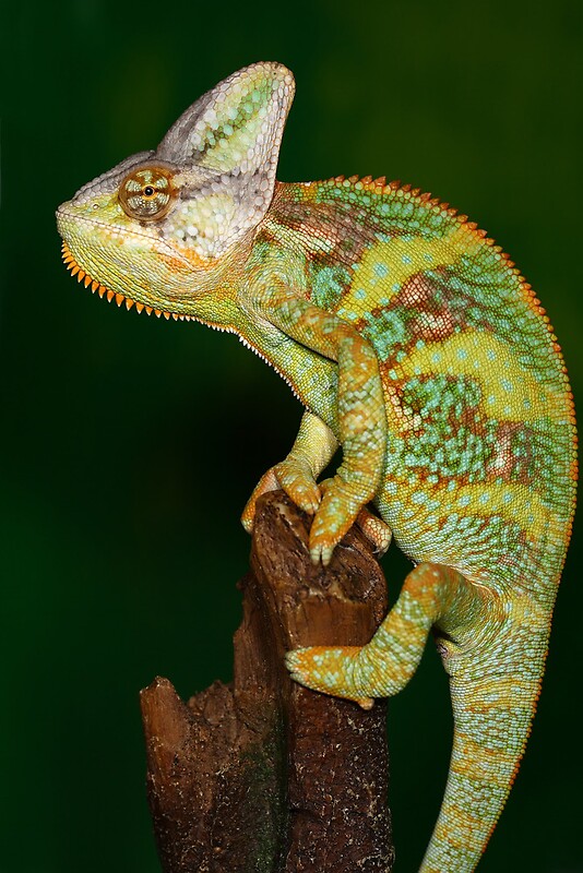 "rio the chameleon" by Scott Thompson | Redbubble