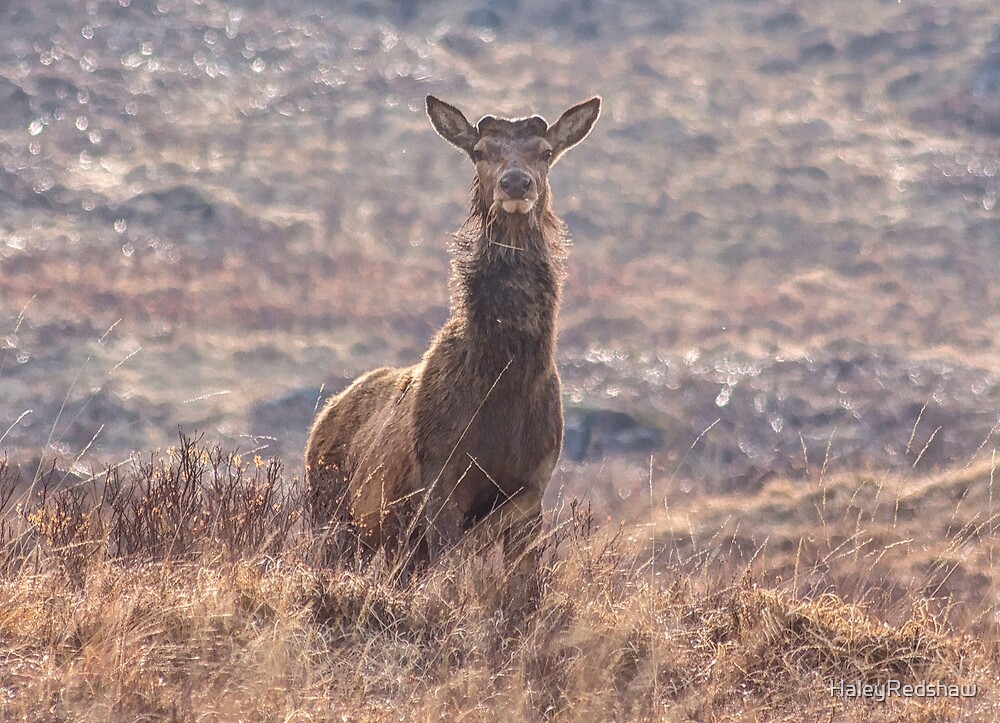 "Wild Red stag in Scotland highlands " by HaleyRedshaw | Redbubble