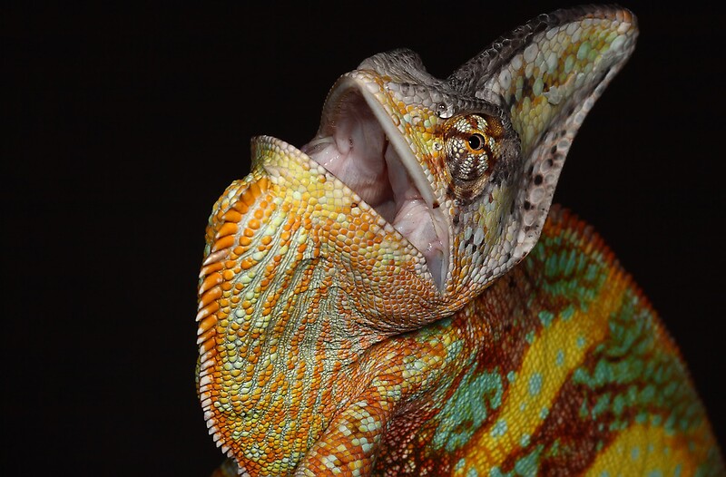 "adult chameleon being angry." by Scott Thompson | Redbubble