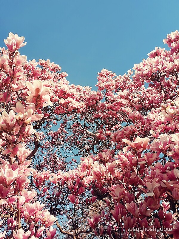 "magnolia cluster blossoms" by psychoshadow | Redbubble