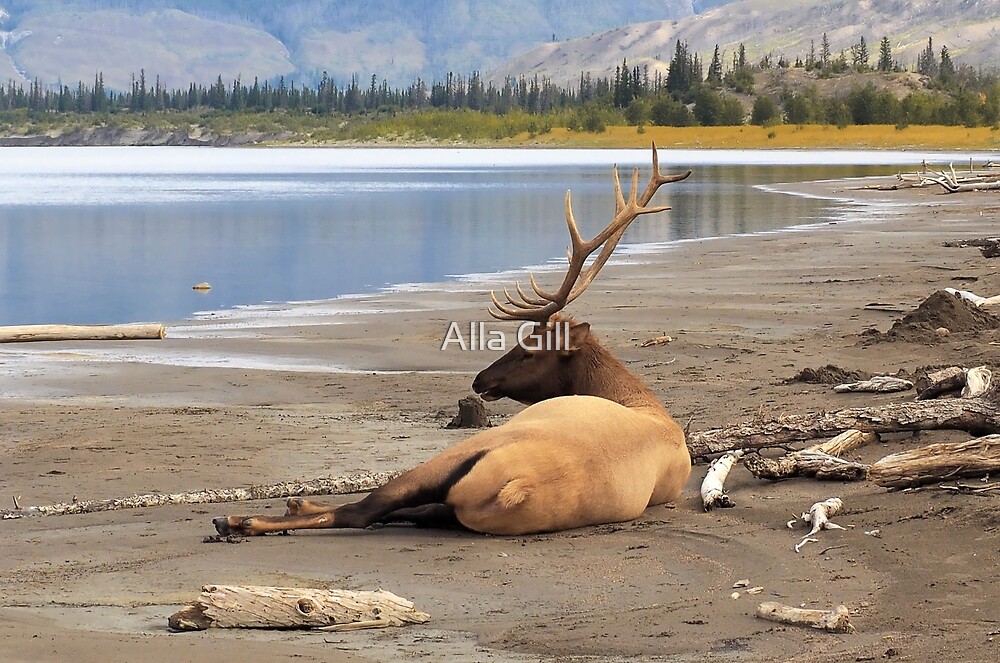 "Elk at the beach" by Alla Gill | Redbubble