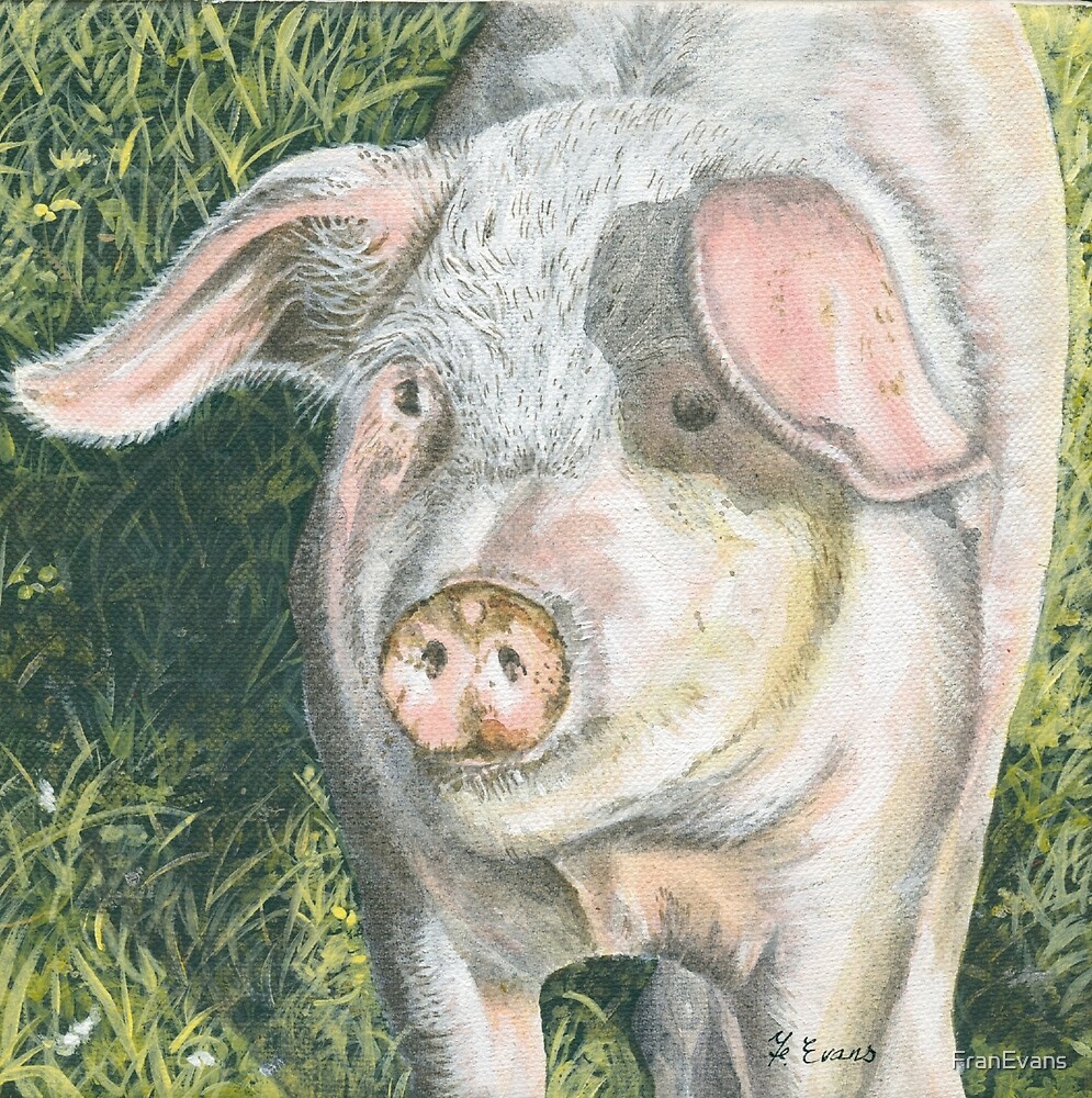 "Mucky Pig!" by FranEvans | Redbubble