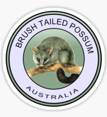 Possum: Stickers | Redbubble