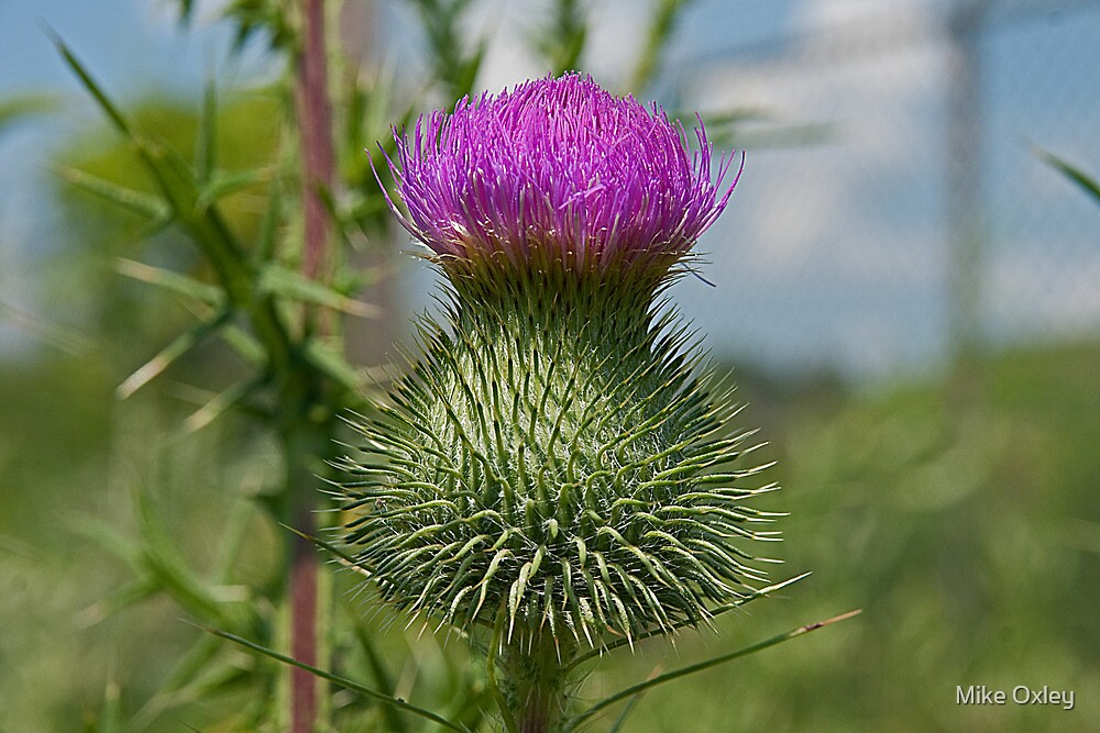 "Nemo me impune lacessit" by Mike Oxley | Redbubble