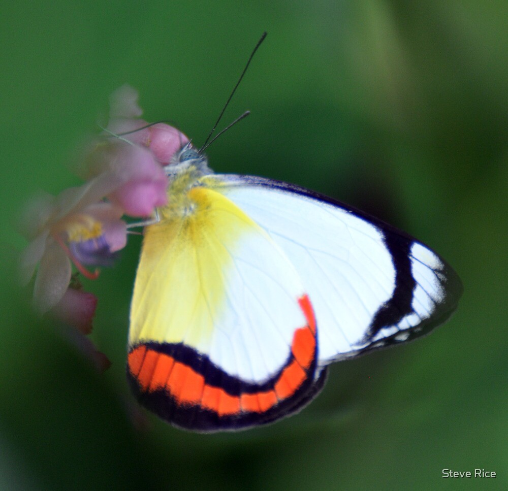 "Union Jack Butterfly" by Steve Rice | Redbubble