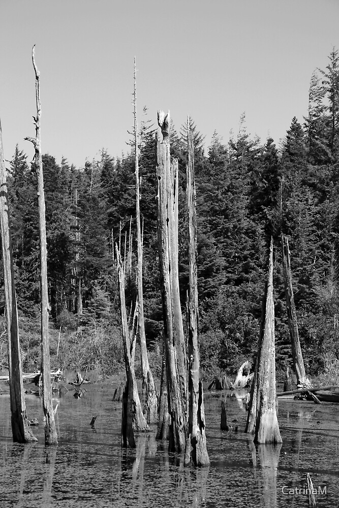 "Empire Lakes - Coos Bay, Oregon" by CatrinaM | Redbubble