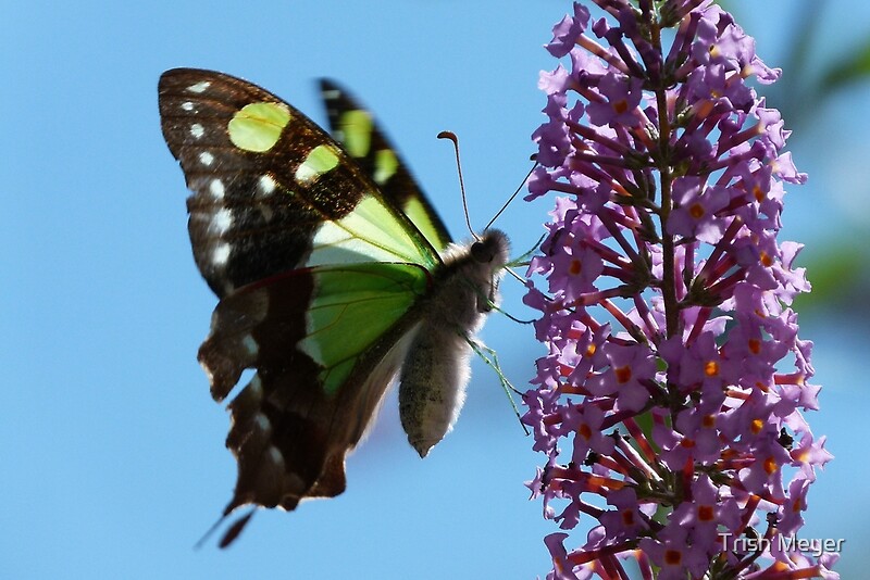 "Macleay's Swallowtail, Graphium macleayanus" by Trish Meyer | Redbubble
