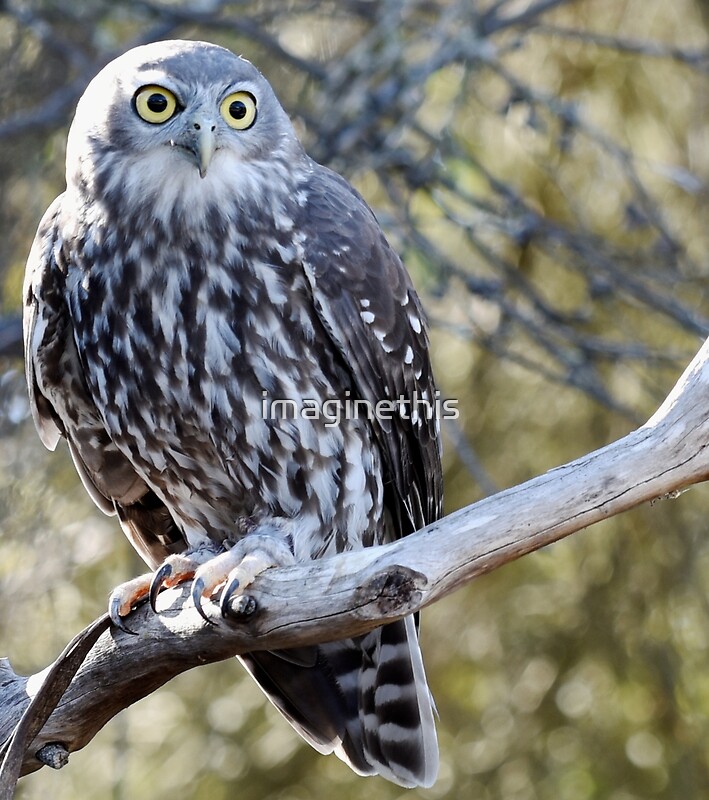 "Ellie the Barking Owl" by imaginethis | Redbubble