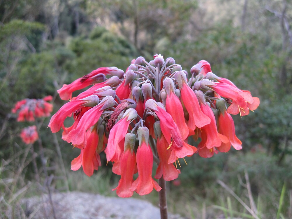 "Red Bell Flower - Blackbutt Reserve; Lookout Road" by darkfirev3 ...