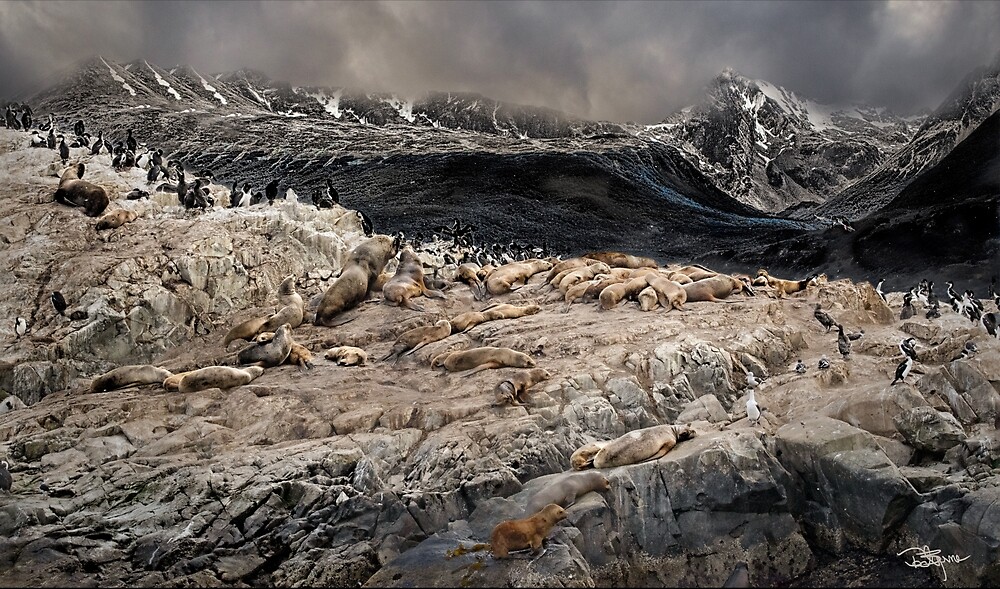 "Patagonia 8: Rugged Island in a Rugged Place" by TedByrne | Redbubble