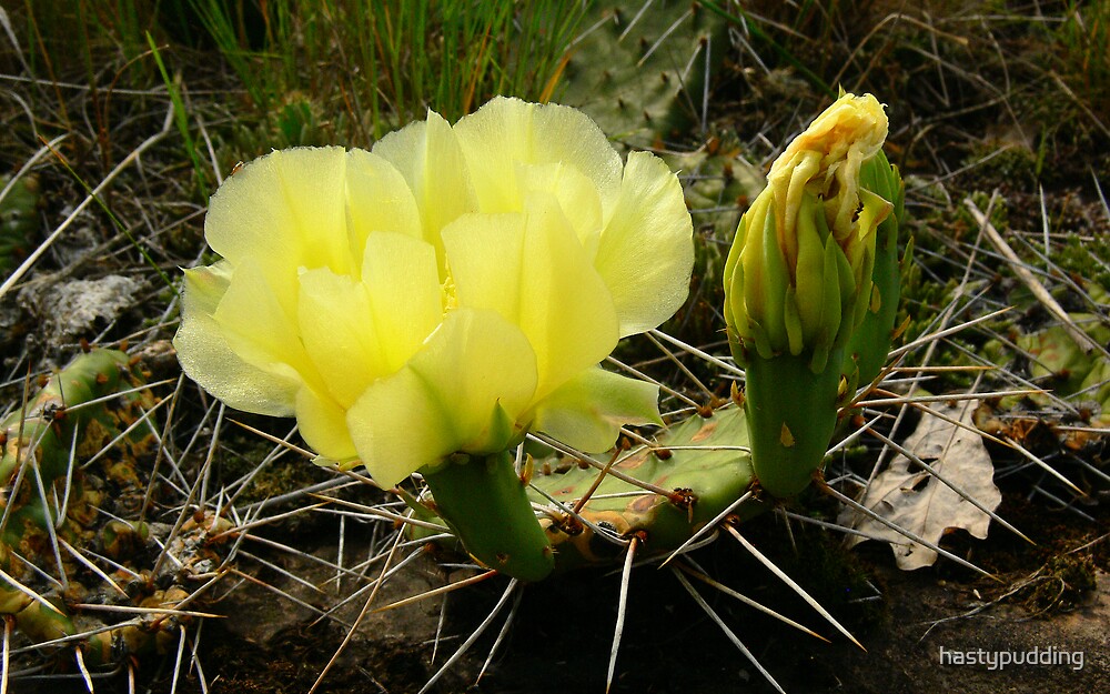 "One Prickly Pear Cactus In Bloom-Blue Mounds State Park, Mn" by ...